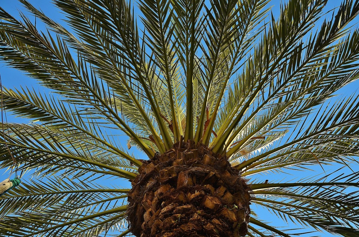 Comment planter un palmier ? – blog-jardin.org