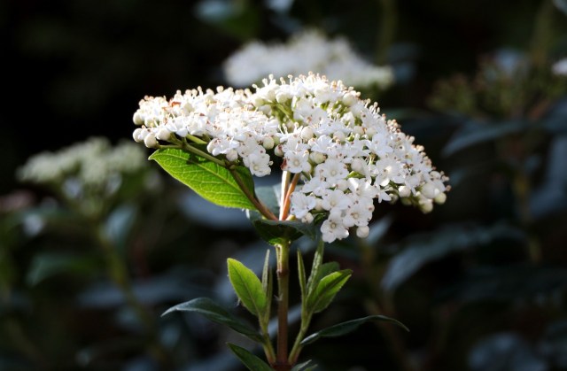 Viburnum opulus : plantation, entretien, culture – blog-jardin.org