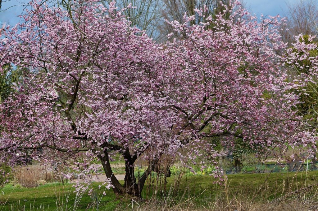 Notre zoom sur le Prunus – blog-jardin.org